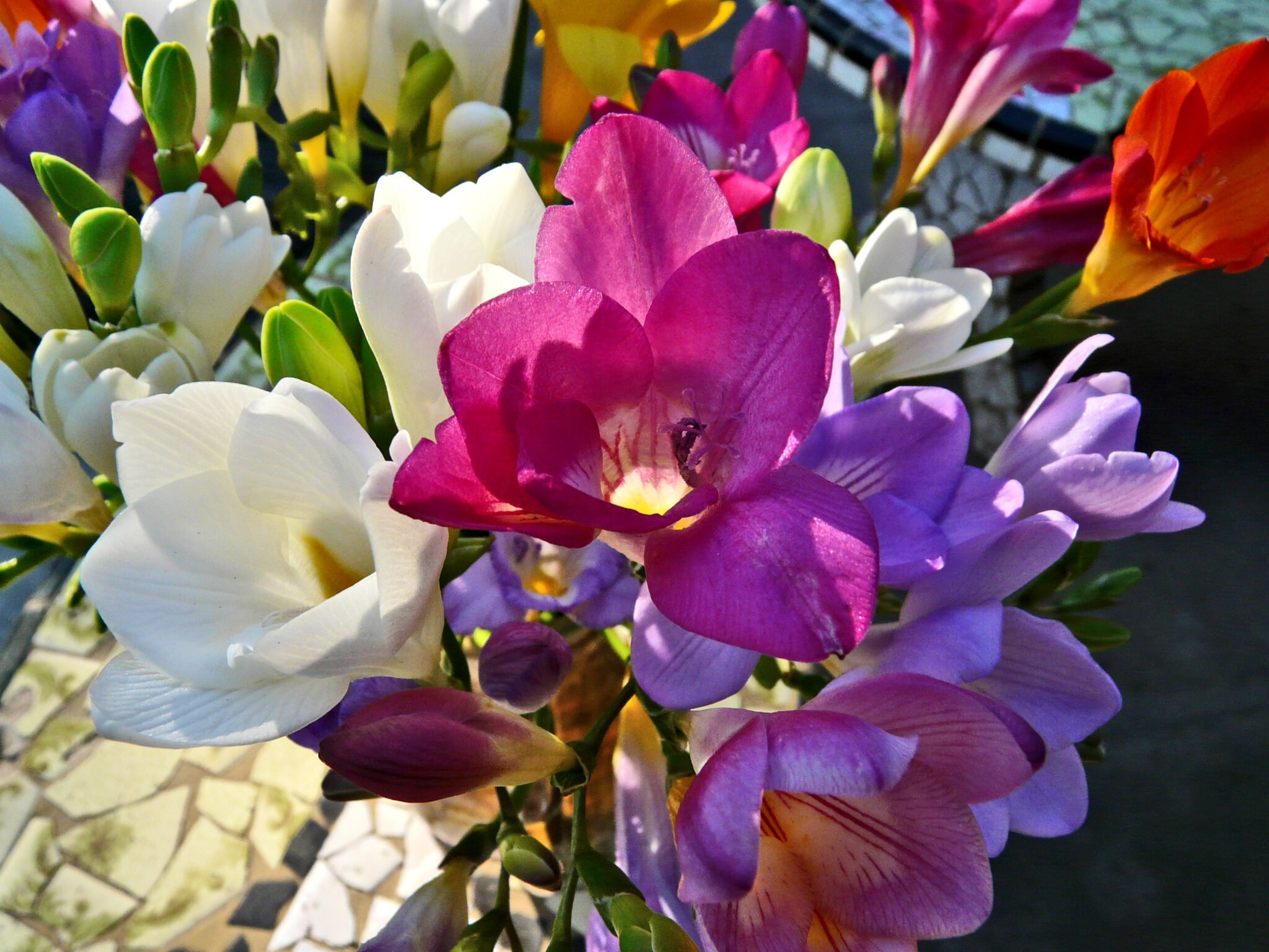 Frésias - Flores Delicadas que Simbolizam Inocência