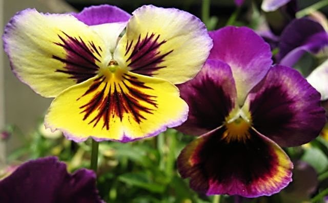 Conheça as Características, Origem e Muito mais do Amor-Perfeito