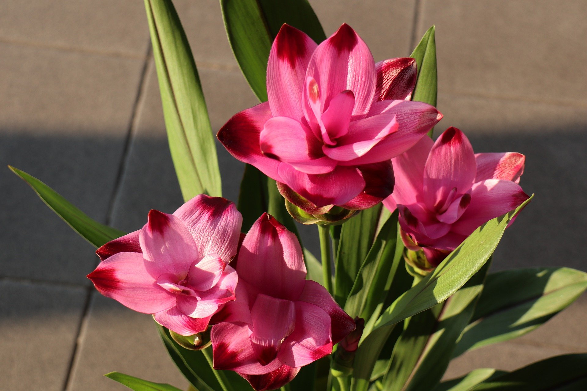 Aprenda tudo sobre as cúrcumas essa flores lindas e exóticas