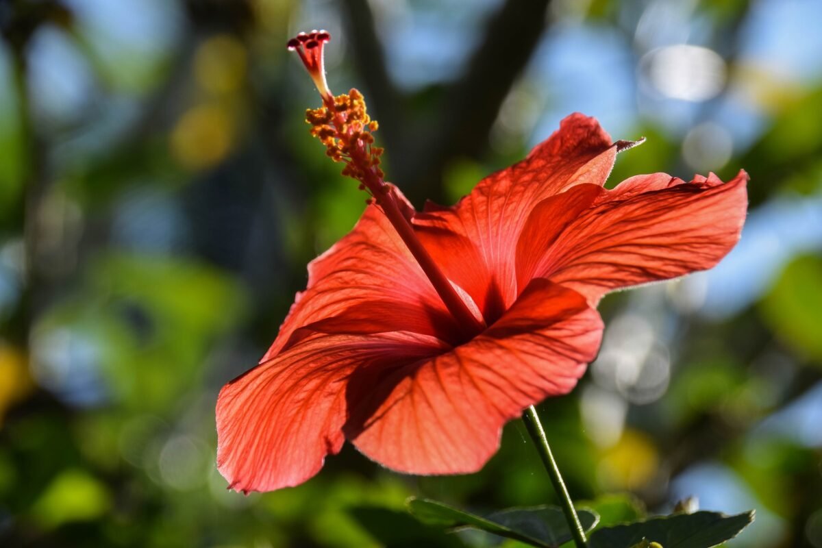 Conheça o Hibisco, uma linda e delicada flor tropical