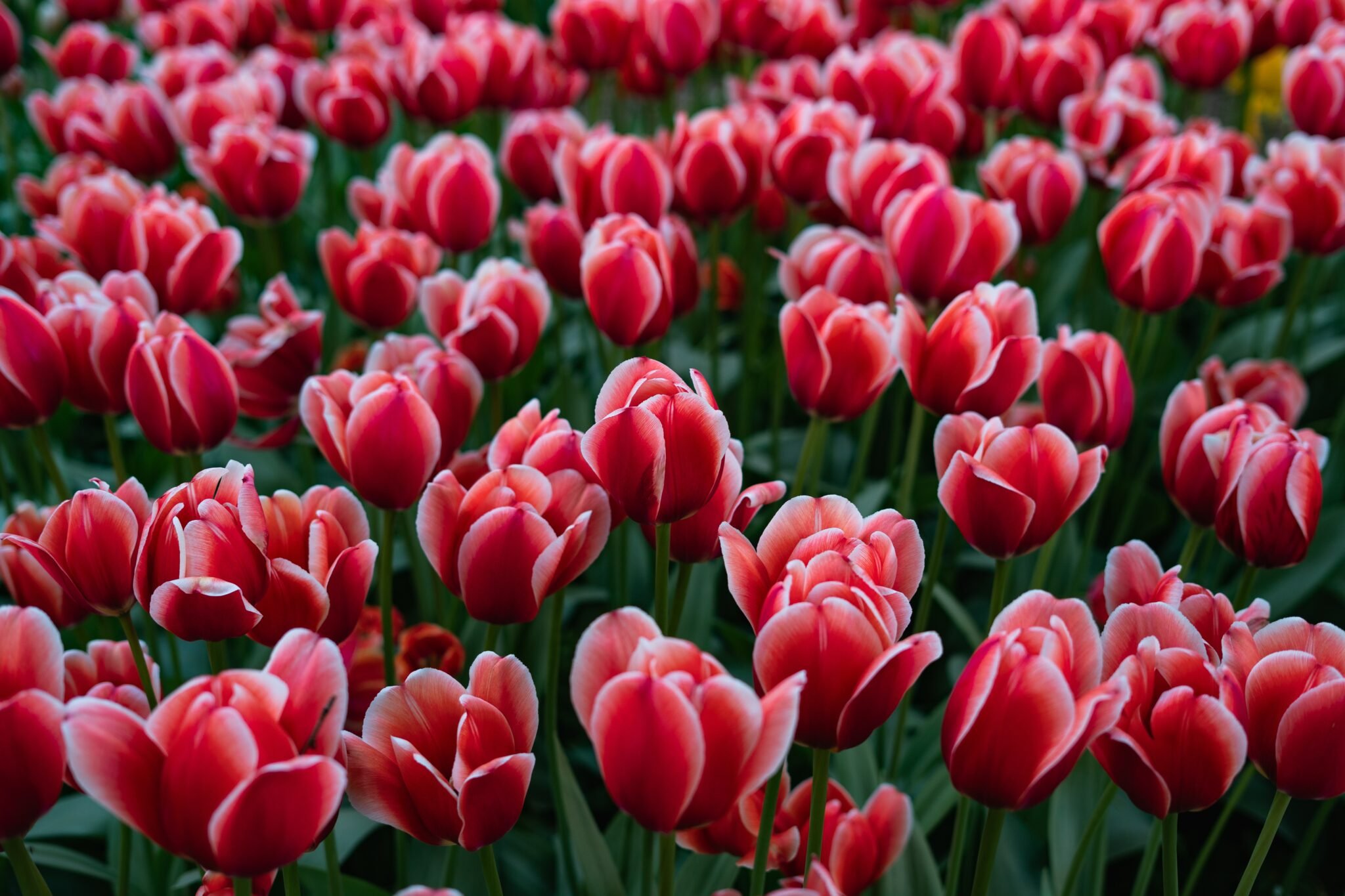 Qual é o Significado de Tulipa? - Blog da Giu. Tudo sobre flores e ...