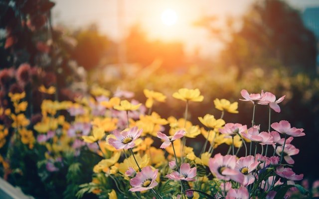 Jardinagem — Entenda o que o Sol Faz com as Flores - Blog da Giu. Tudo ...