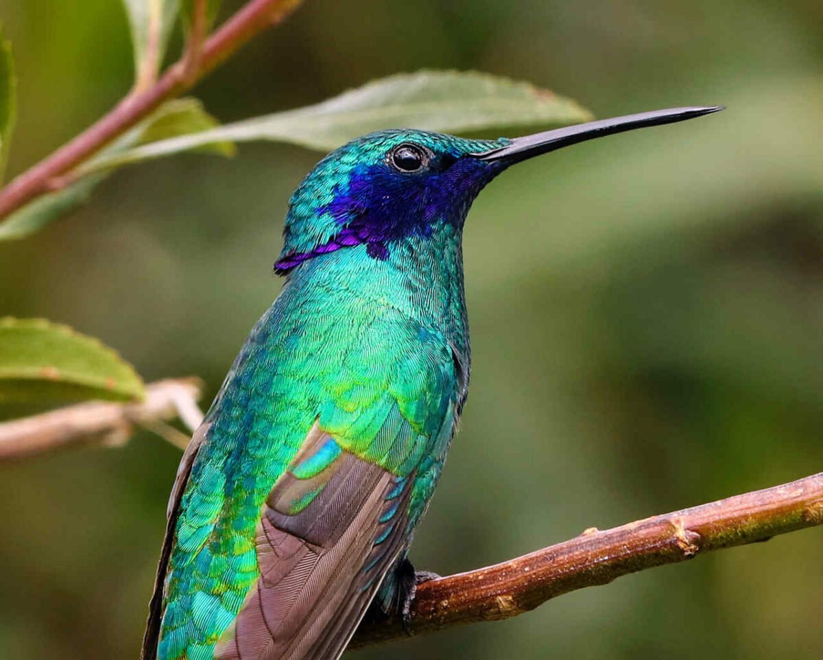 5 Curiosidades Sobre o Beija-Flor - Blog da Giu. Tudo sobre flores e ...